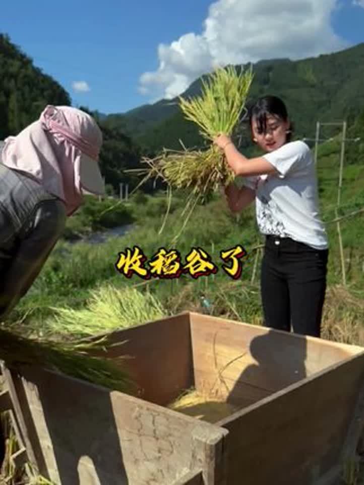 有多少人家乡还用这种古老的方式收稻谷?-#我的农村生活 #收稻谷的季节 #谁知盘中餐粒粒皆辛苦