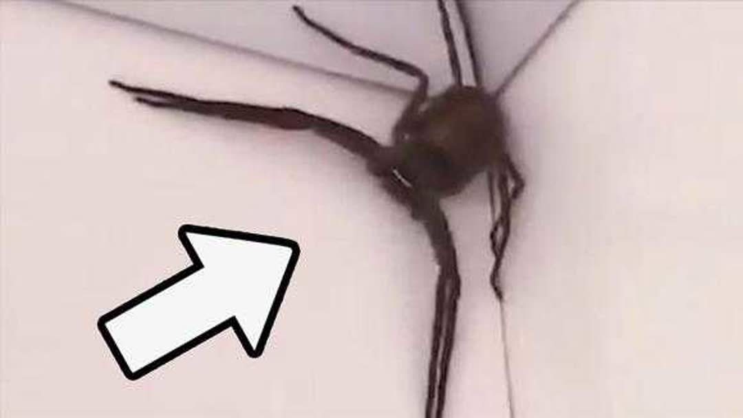 这是蜘蛛?【消灭蜘蛛模拟器】