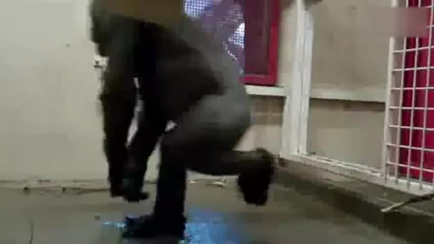 好搞笑的萌动物 大猩猩模仿MJ跳舞