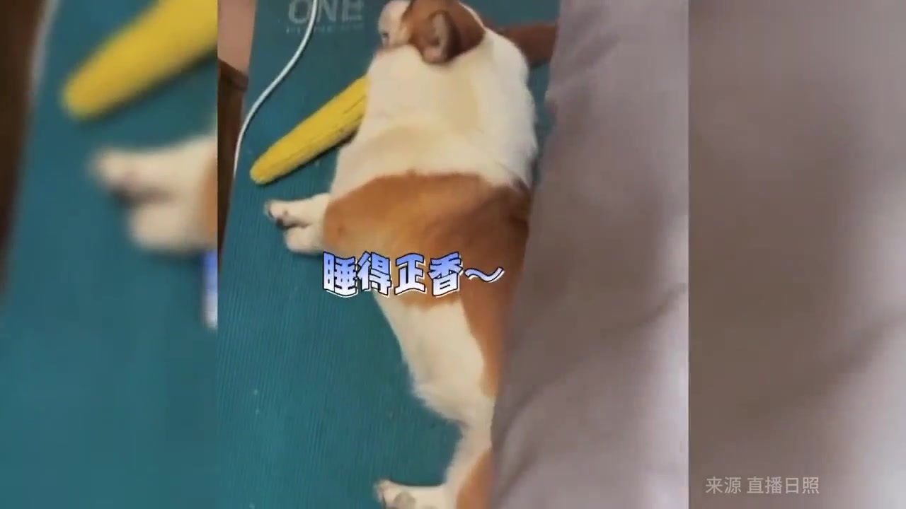 狗狗抱着玉米睡觉主人要玉米马上清醒狗狗:休想听不了一点