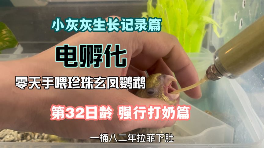 电孵化 零天手养珍珠玄凤鹦鹉 记录生长过程分享遇到的问题解决
