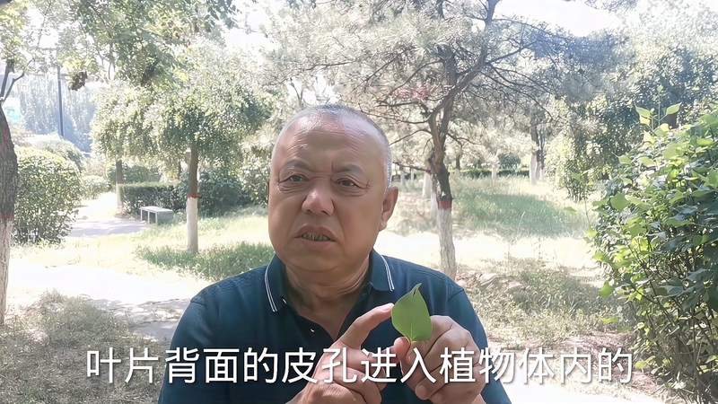 搞农业生产,一定要知道叶片的作用