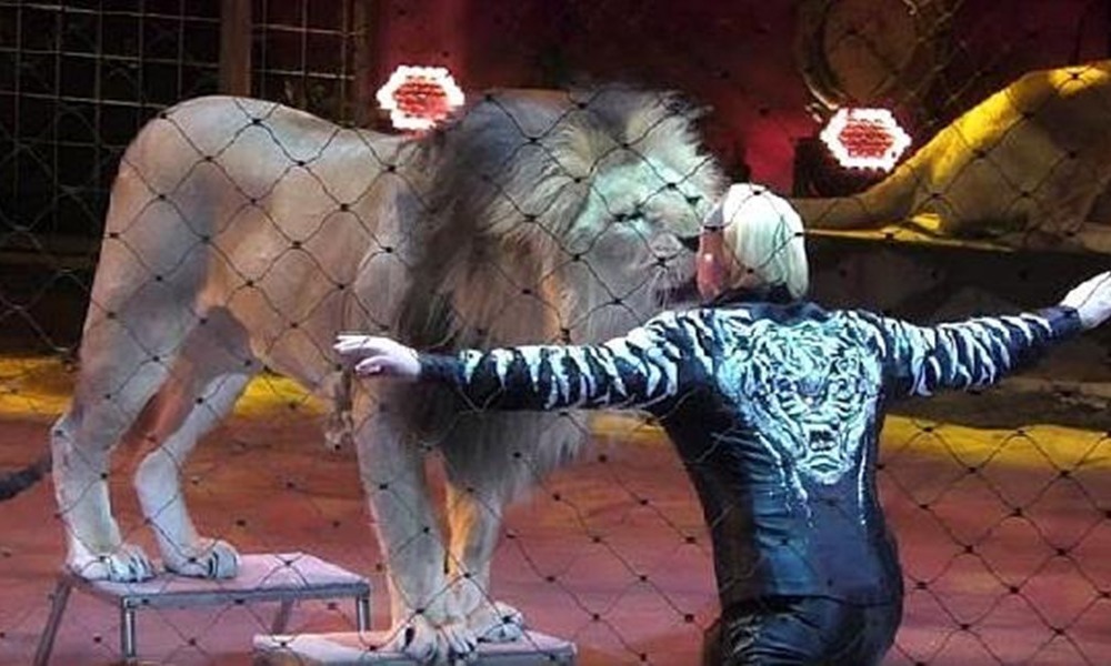 马戏团表演出状况,狮子老虎兽性爆发,镜头记录全过程