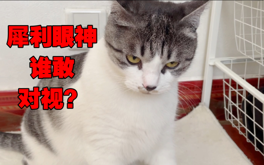 【猫咪信任度测试】你这猫是一点都不尊重我!