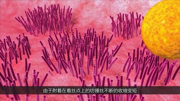 “精子”是怎么产生的?一分钟让你看明白!