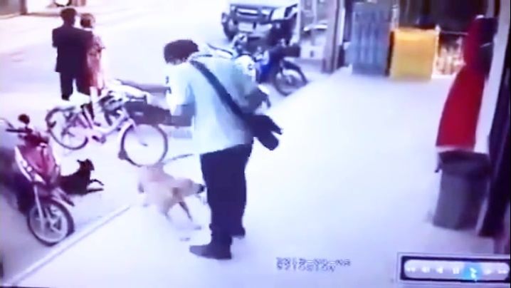 这货被狗咬,真是太开心了!