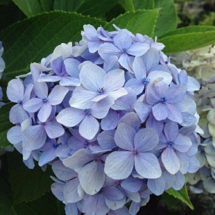 音乐方块music_box 