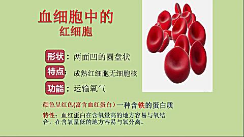 0316洛滨初中赵仲娟七生物第一节《流动的组织--血液》视频