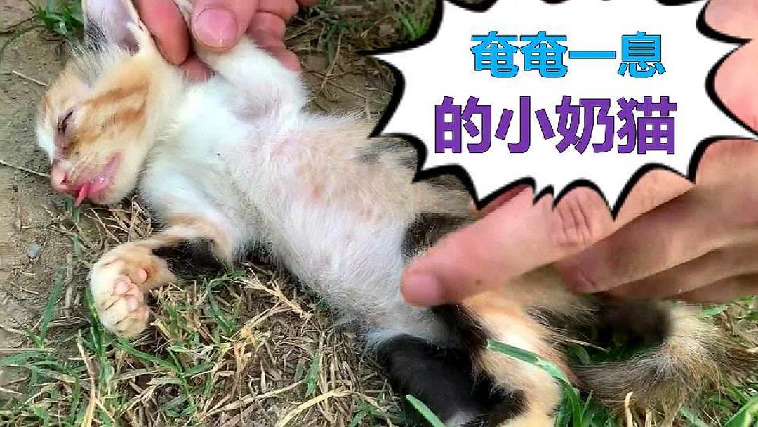 野外发现了一只奄奄一息的小奶猫,视频记录下感人的抢救过程