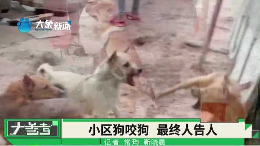 "狗咬狗"引发"人告人",责任如何划分?法院判了!