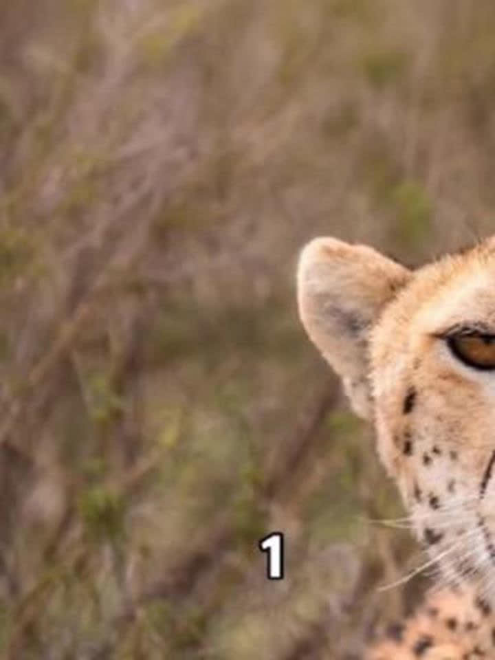 猎豹的捕猎方式,一起来看看吧(1)