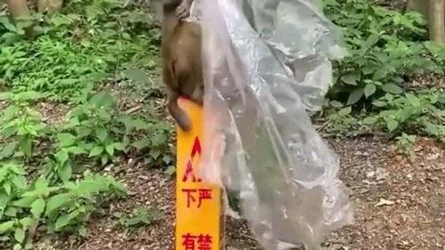 动物要下雨了,提前穿好雨衣