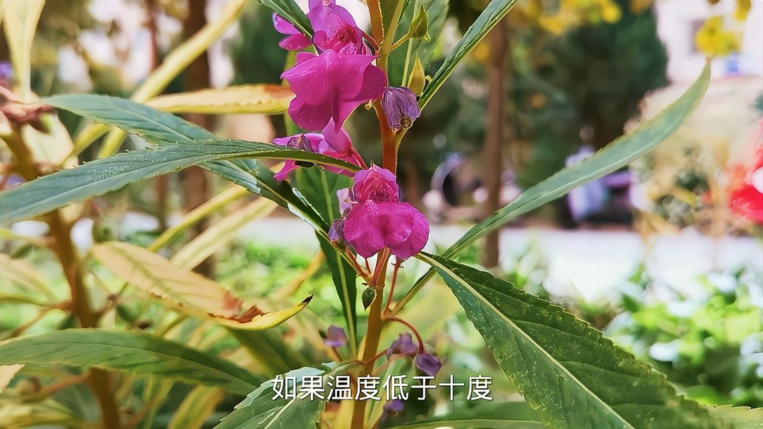 小凤仙花怎么养?