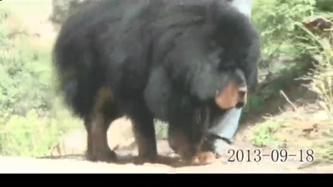 〈动物世界〉 藏獒王视频 野生藏獒视频 藏獒咬人视频