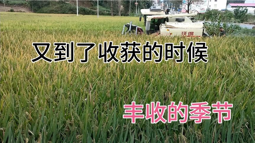又到了稻谷收获的季节,看看大别山丘陵地区怎么收水稻