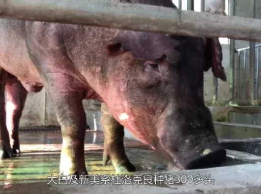 河源市大丰畜牧有限公司宣传片