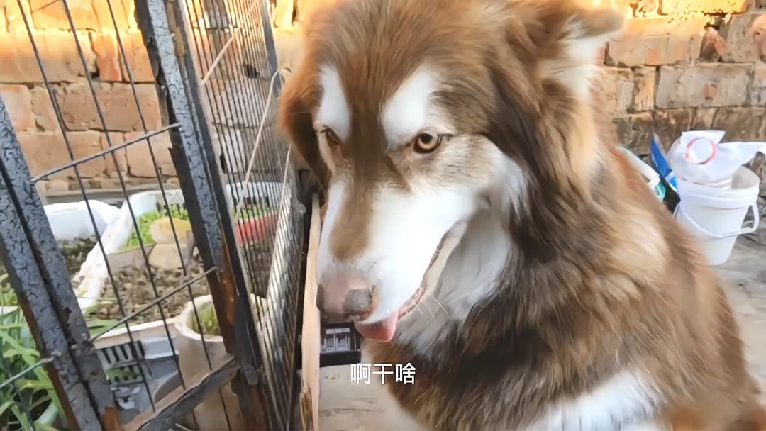 一大早铲屎的就揪着阿拉斯加逼它夸自己 傻狗:菜叶子都没看到