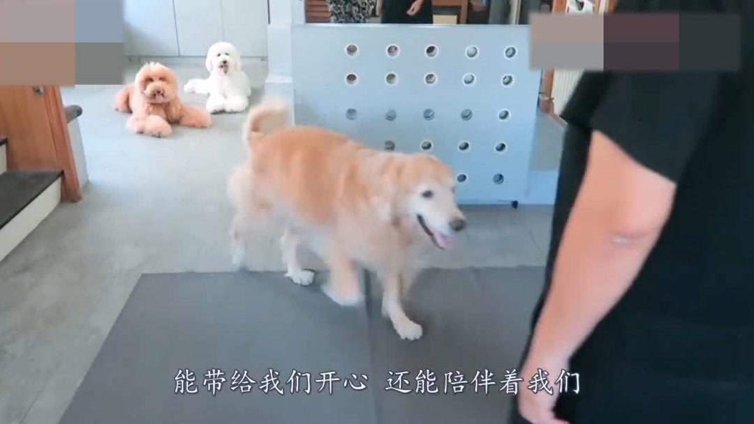 一大一小泰迪狗狗吵架,没想到大狗得寸进尺,小泰迪反应超快