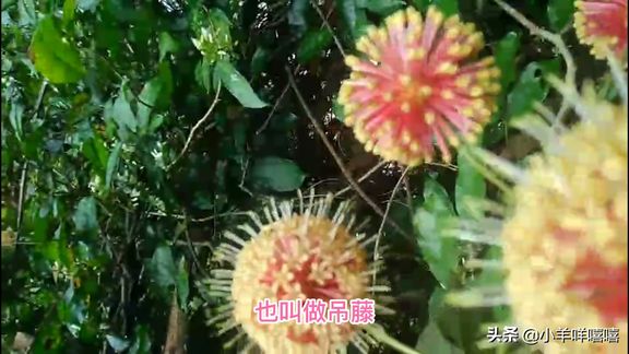 钩藤,有美化环境和药用价值,真想不到,广东嘻嘻涨姿势了