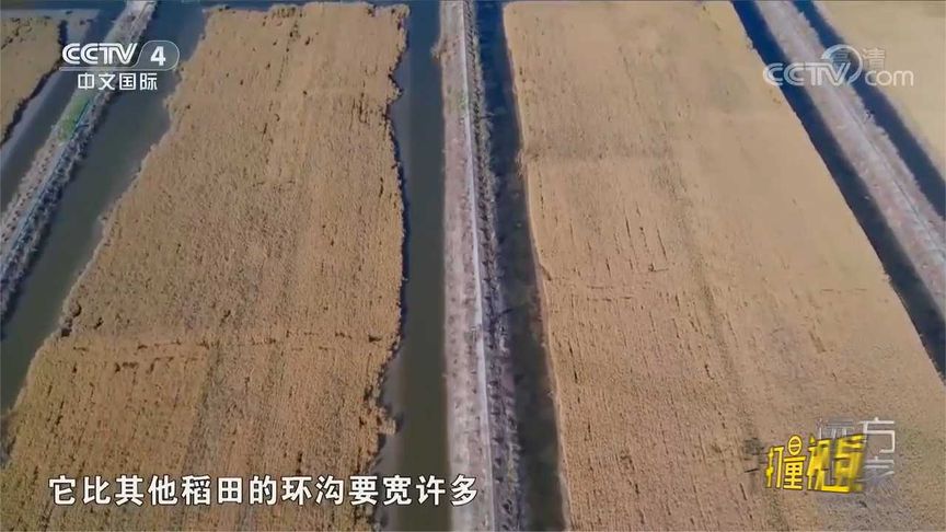 环沟是稻田养蟹必要的措施,夏季能给螃蟹提供避暑地|远方的家