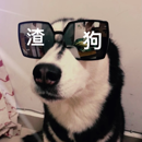 有只哈士奇叫皮皮 