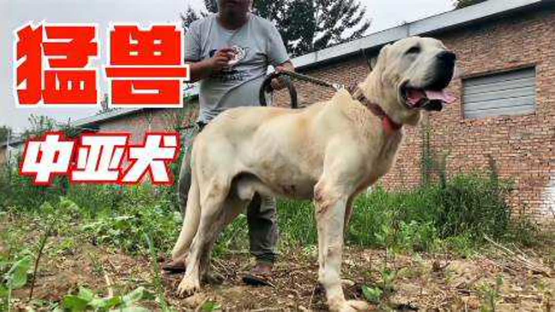 世界十大猛犬之一,中亚牧羊犬,英勇无畏战斗力强,守护护卫犬