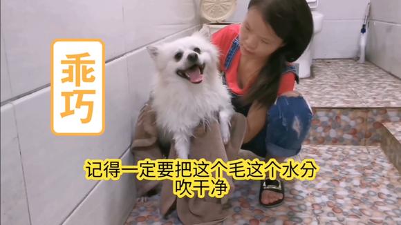 铲屎官们,你们的福利来咯!3分钟教会你如何在家给狗狗洗澡
