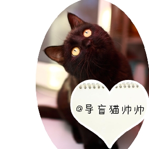 导盲猫帅帅 