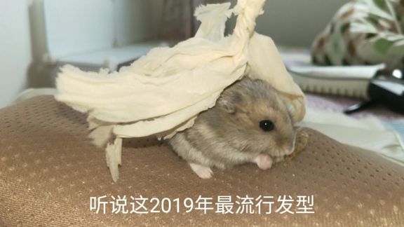 史上第1只做发型的仓鼠,敢问托尼老师能做吗?