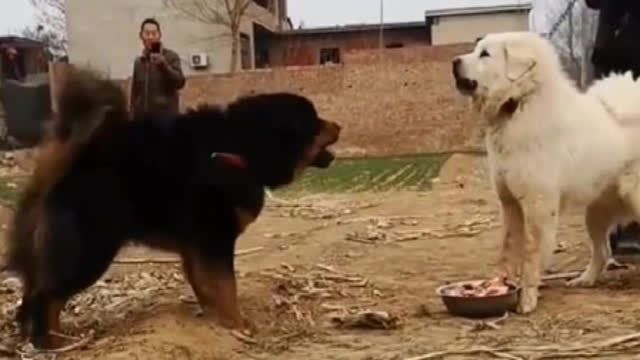 两条藏獒即将大战,你们猜谁会赢呢?看着黑藏獒有点怂!