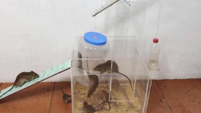 牛人自制电梯捕鼠笼,上上下下完成捕鼠,效果真的太棒了!