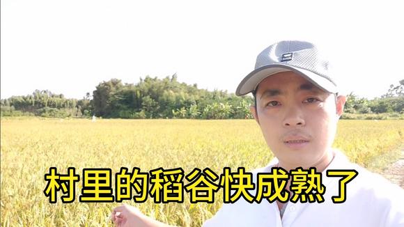村里的稻谷快要成熟了,金灿灿的一大片,今年的收成还不错呢