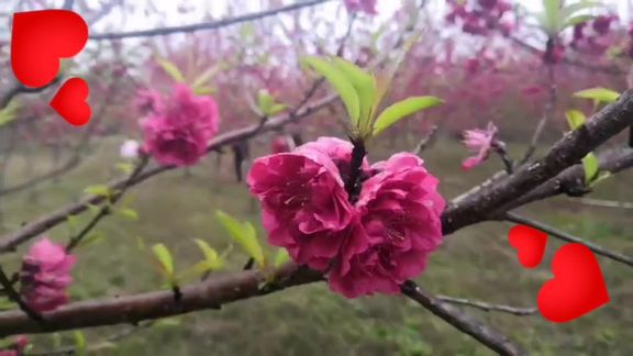 #广西旅游抖起来 #三生三世十里桃花 @广西文化和旅游厅 @贺州市...
