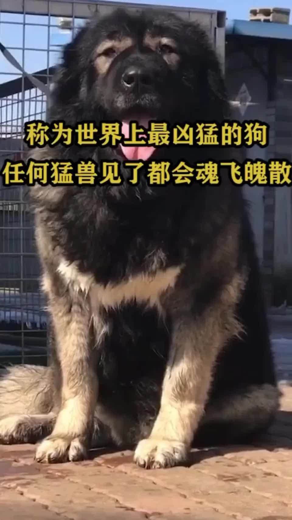 称为世界上最凶猛的狗,任何猛兽见了都会魂飞魄散