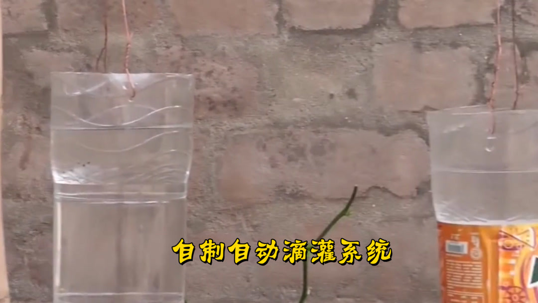 自制自动滴灌系统,简单省力!