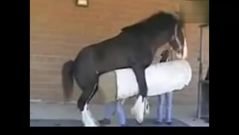 [动物世界全集高清繁殖]马