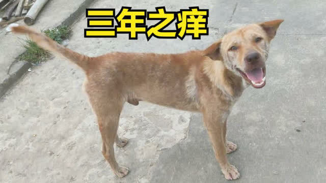 最难看的狗皮肤病好了,流浪汉主人给狗治疗了三年