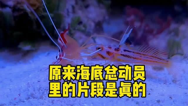 原来海底总动员里的片段是真的医生虾frank的私人水族馆