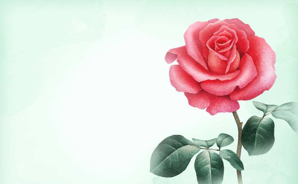 七夕情人节:教你玫瑰花简笔画的画法