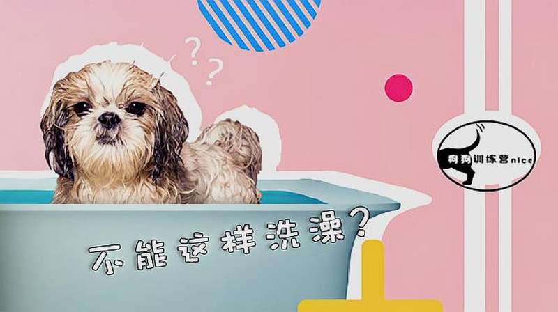 狗狗洗澡的正确方法,温度、顺序、细节都很重要!