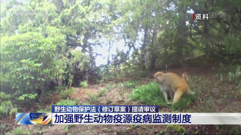 野生动物保护法(修订草案)提请审议