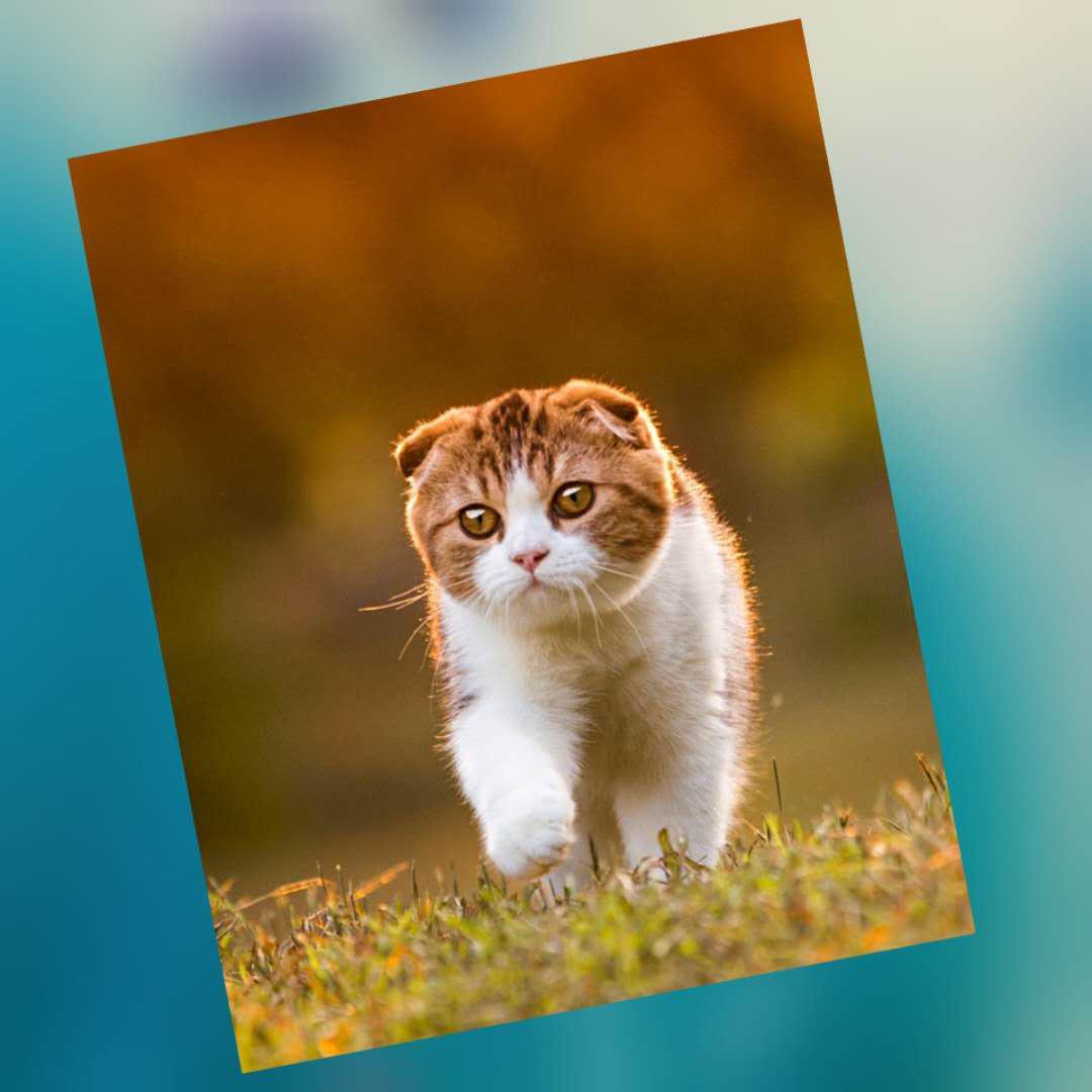 智以为家以德天下 