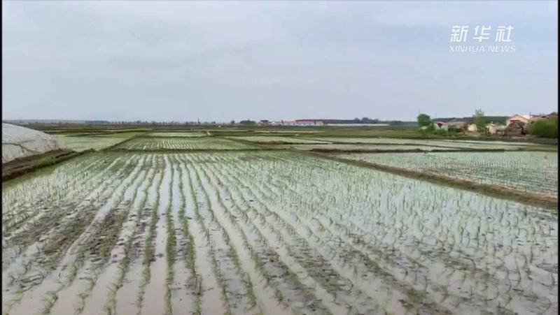 这里的绿色有机水稻种植不一般!