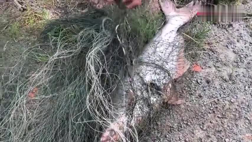 大哥撒网捕鱼,一网下去就中了两条大家伙,瞧瞧这是啥鱼?