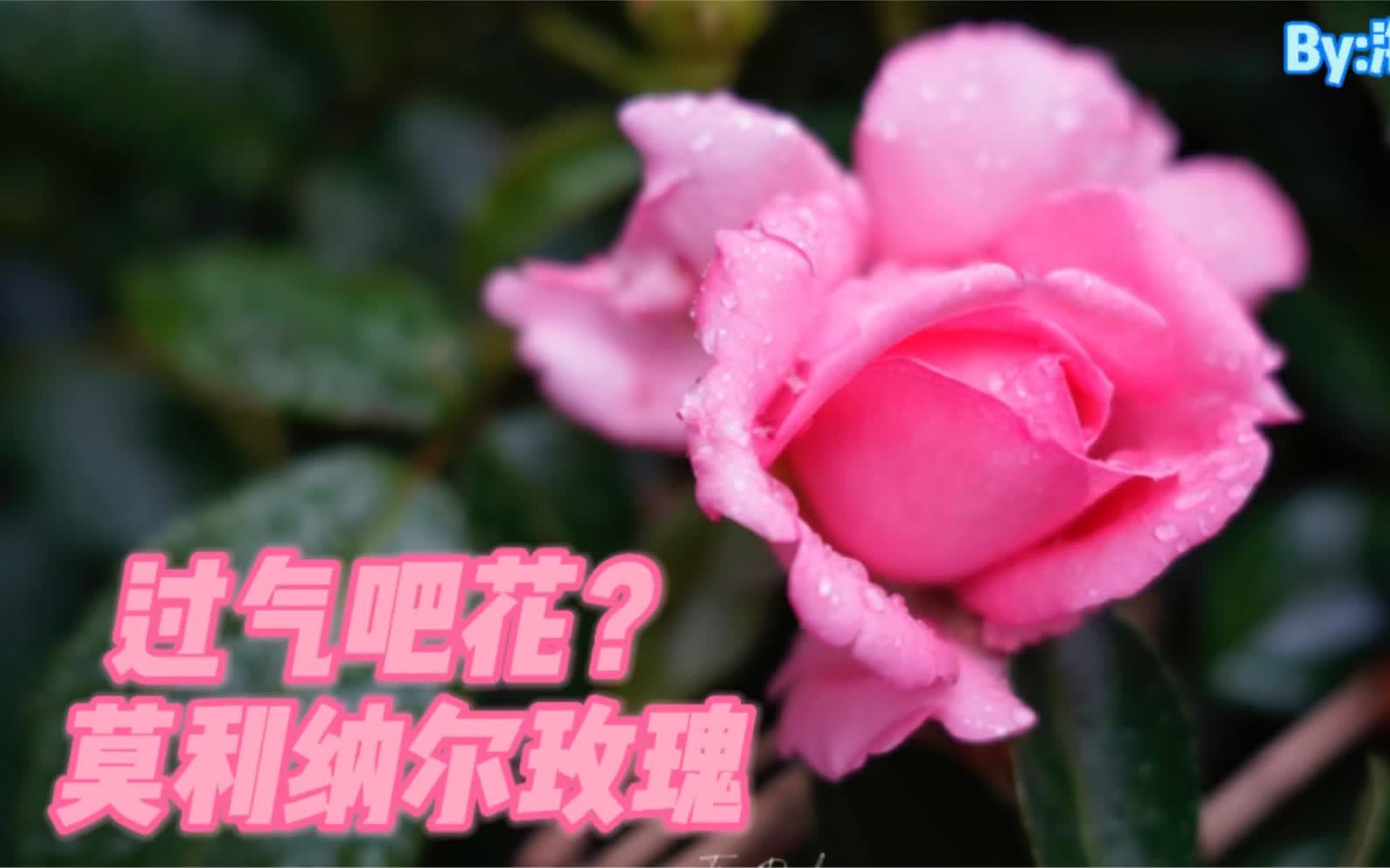 法国戴尔巴德ADR月季--莫利纳尔2021春花记录