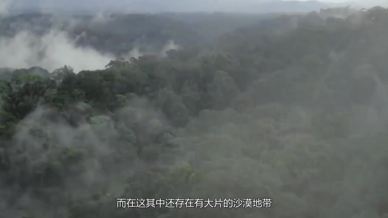 如果全球的森林都消失,对人类的影响有多大?专家:难以想象