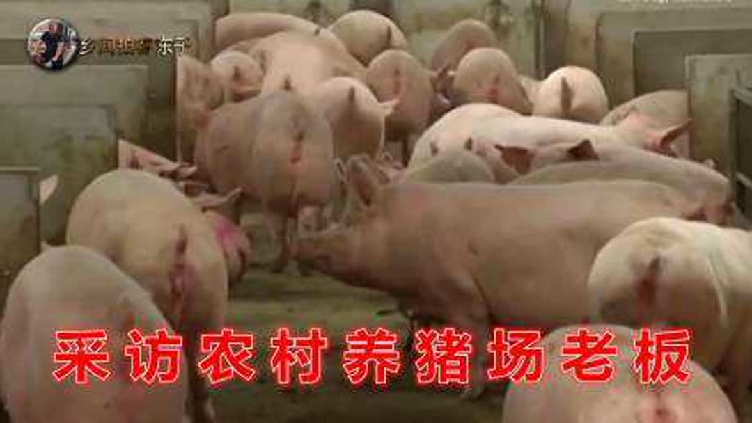 2019年养猪到底有多赚钱?农村养猪大哥告诉你,一头猪的真实利润