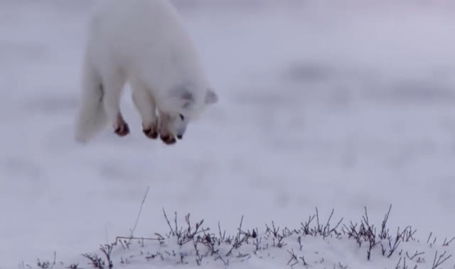 狐狸冬天是如何寻找食物的,这动作真是看一次笑一次!