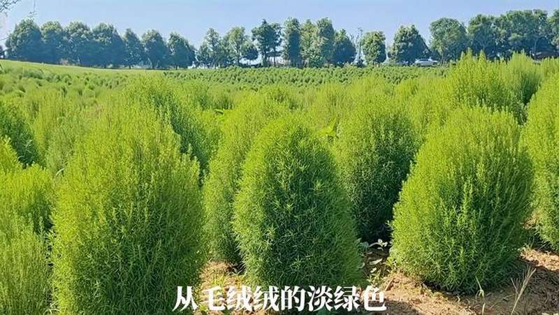 ...萌尾巴,打卡植物界里田园的小可爱 #地肤 #花海 #科普 #寒假充电计划