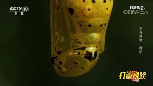 镜头记录化茧成蝶全过程,蝴蝶逐渐露出真容!自然传奇